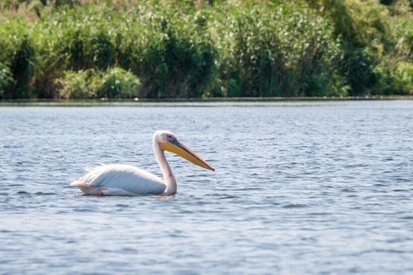 Danube Delta - 2-Day Tour from Bucharest - A Detailed Look at the Tour