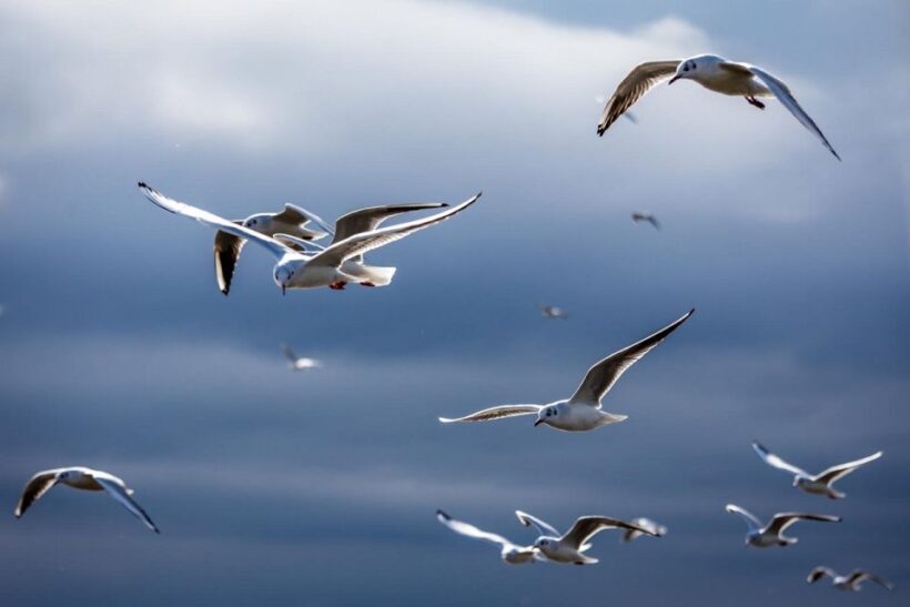 Danube Delta - 2-Day Tour from Bucharest - What to Expect: Day-by-Day