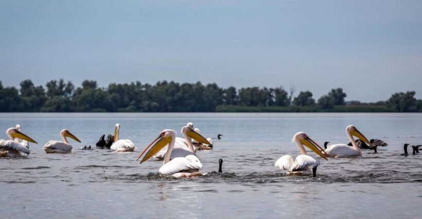 Danube Delta - 2-Day Tour from Bucharest - The Sum Up: Is This Tour for You?