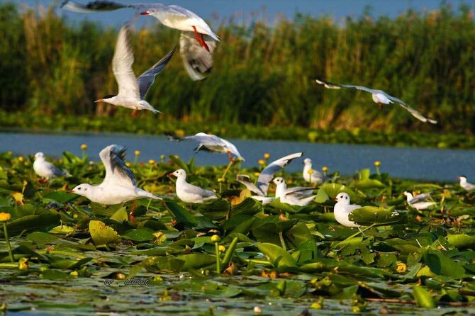 Danube Delta and Black See - 2 Days Private Tour from Bucharest - Transportation and Logistics: How It Works