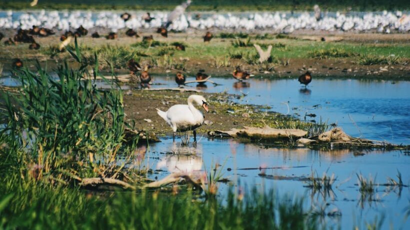 Danube Delta: Boat Tour Through the Water Lily Reserve - An In-Depth Look at the Danube Delta Water Lily Boat Tour