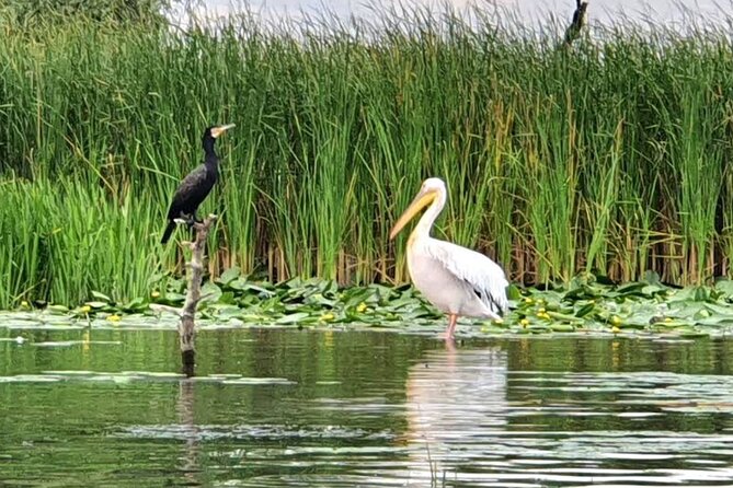 Danube Delta - Private Tour - Biosphere National Park - Evaluating Traveler Feedback