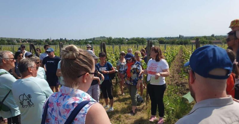 Dare to Alsace Wine with a Feminine Touch - Key Points