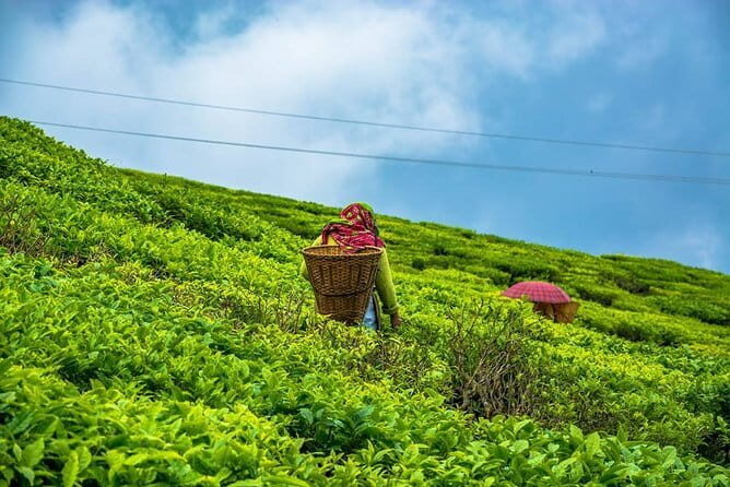 Darjeeling Full-Day Sightseeing Tour with Guide & Transports - Cost and Value: Is It Worth It?