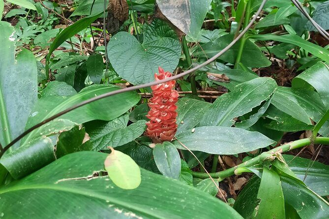 Dark View Falls - St. Vincent - FAQ