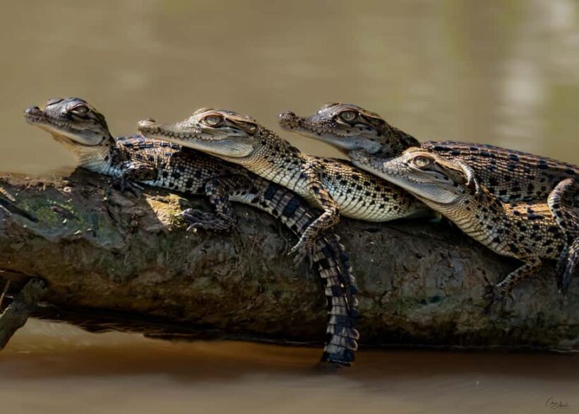 Darwin: Adelaide River Cruises, Jumping Crocodile Experience - Introduction