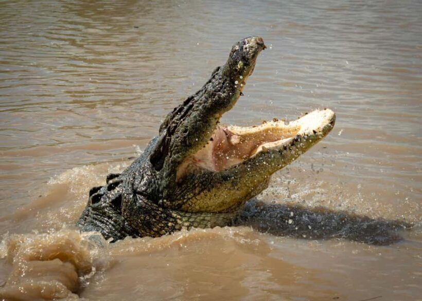 Darwin: Adelaide River Cruises, Jumping Crocodile Experience - Value and Practical Details