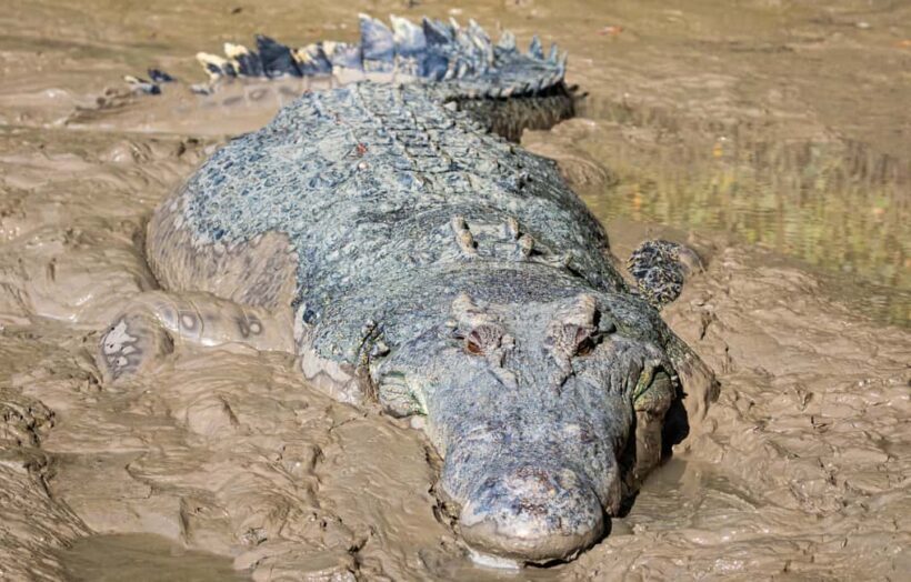 Darwin: Adelaide River Cruises, Jumping Crocodile Experience - Authentic Encounters That Stick