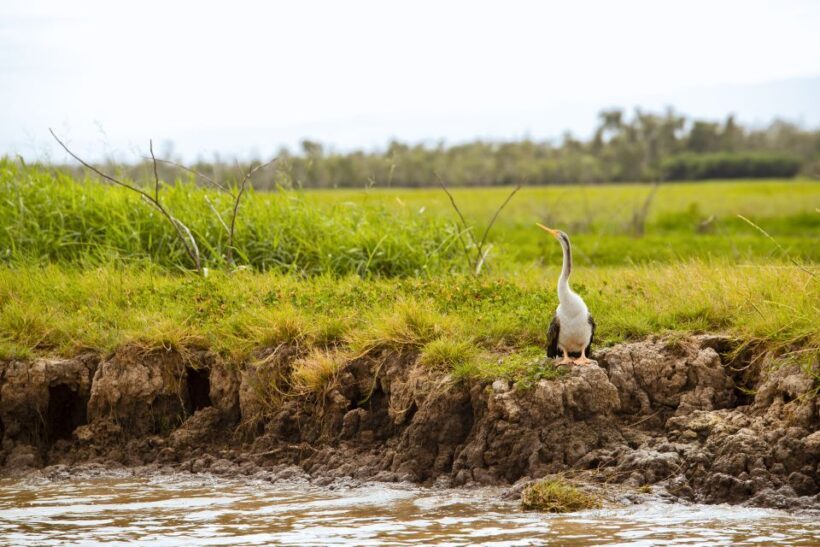 Darwin: Adelaide River Half-Day Jumping Crocs Cruise - FAQ