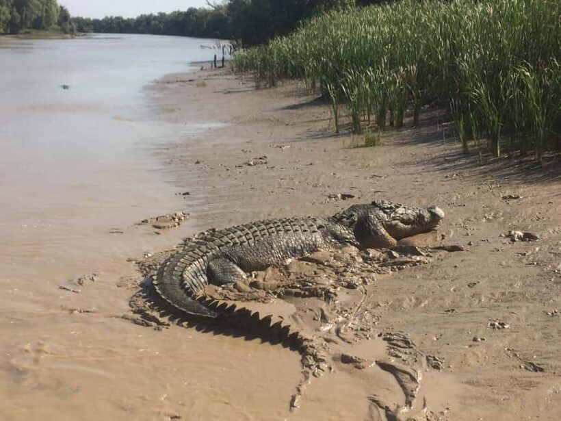 Darwin: Adelaide River Queen Original Jumping Crocodiles - Exploring the Experience