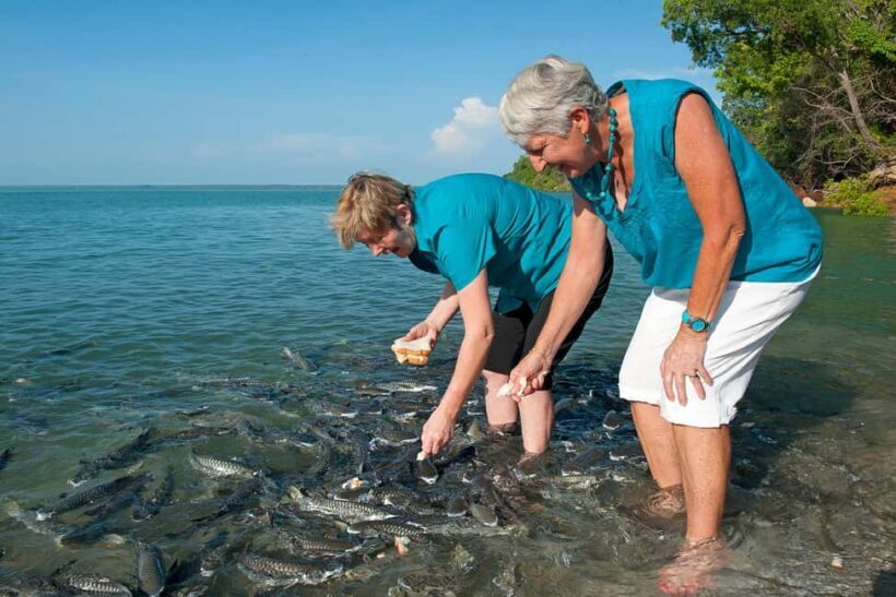 Darwin: Aquascene Fish Feeding Experience - A Closer Look at the Darwin Aquascene Fish Feeding Experience
