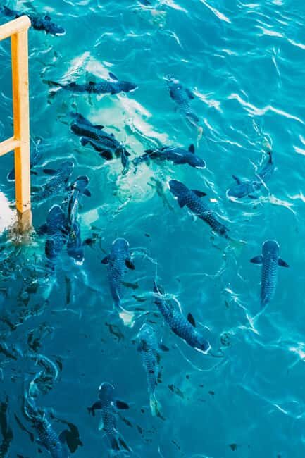 Darwin: Aquascene Fish Feeding Experience - Who Will Benefit Most from This Tour?