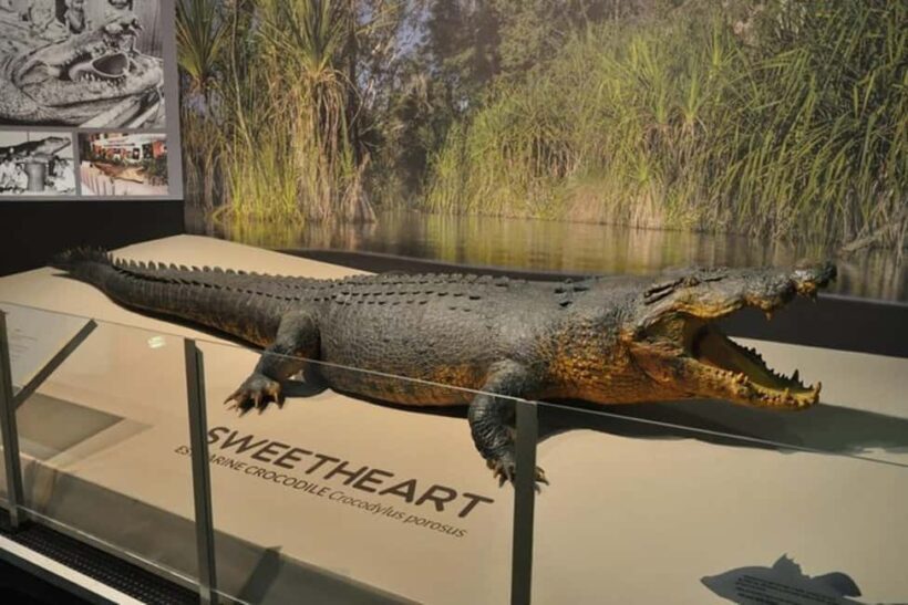 Darwin: City Explorer Bus Tour with Tour Tub - Pricing and Value