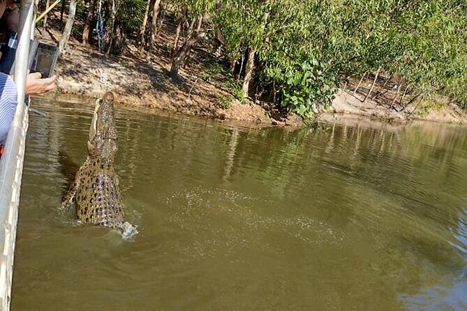 Darwin City Tour + Crocodile Cruise+Lunch Optional - A Deep Dive into the Tour Experience