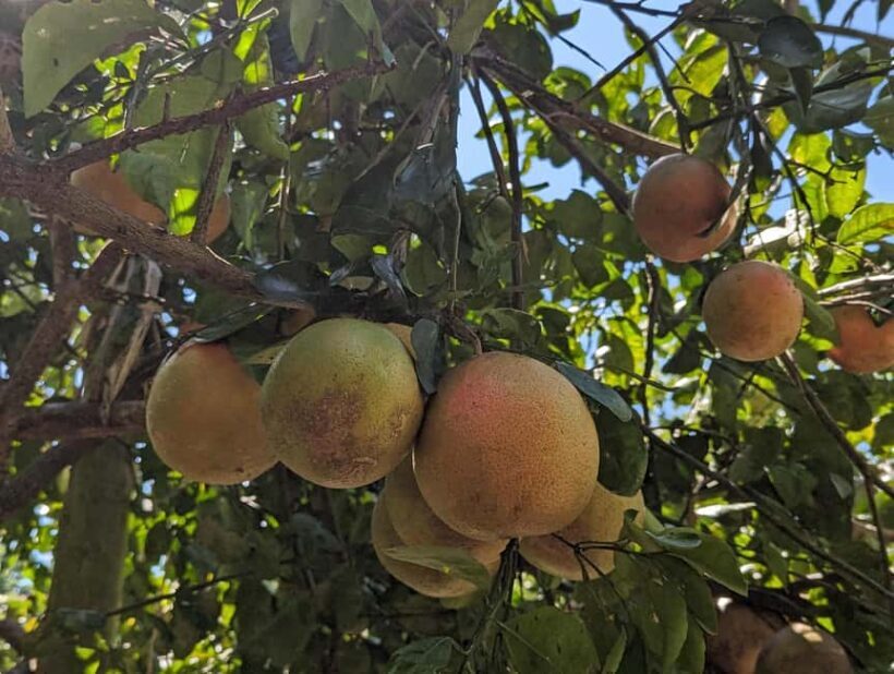 Darwin: Forage for an Outback Gourmet Feast & Sightseeing - Introduction: A Taste of Darwins Hidden Gems