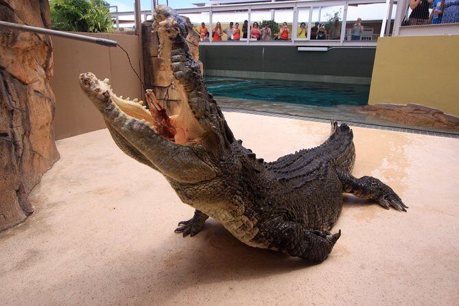 Darwin Hop-on Hop-off Bus Tour - The Itinerary: What You’ll See and Experience