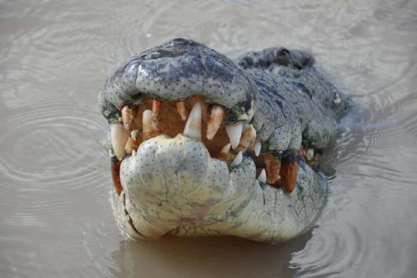 Darwin: Jumping Crocodile Adventure Cruise with Lunch - The Experience: What Sets It Apart