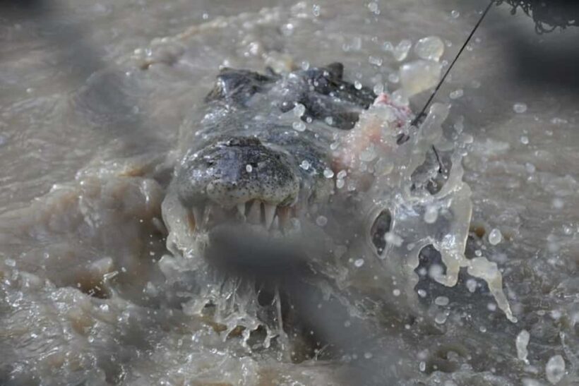 Darwin: Jumping Crocodile Adventure Cruise with Lunch - Who Should Consider This Tour?