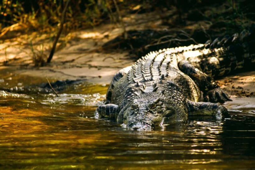 Darwin: Jumping Crocodile Cruise - Key Points