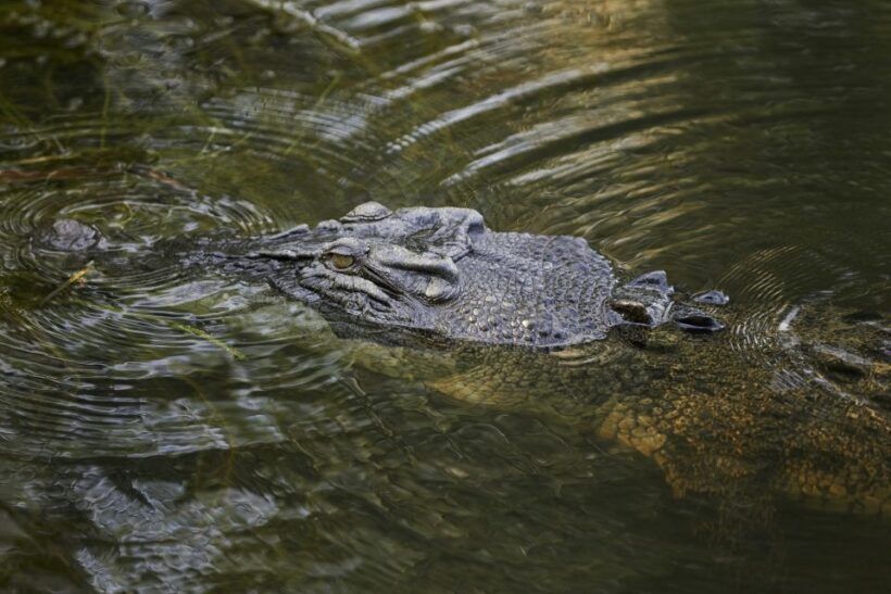 Darwin: Jumping Crocodile Cruise - The Authentic Appeal and Who It’s For