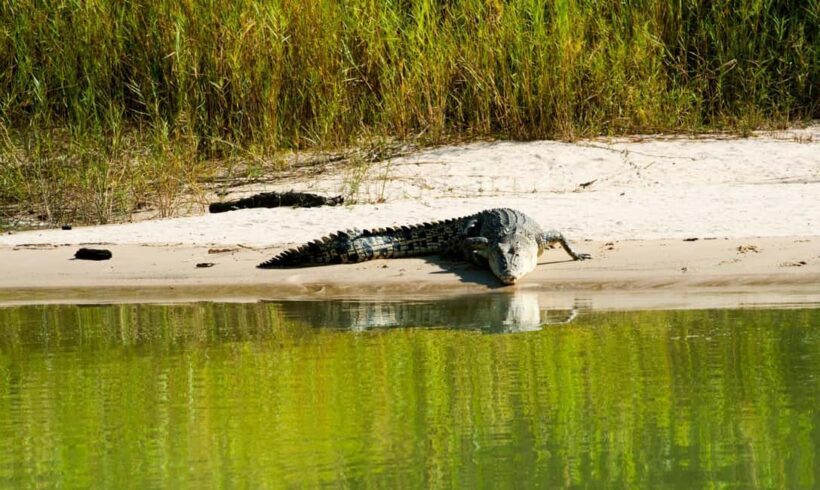 Darwin: Jumping Crocodile Cruise - Final Thoughts