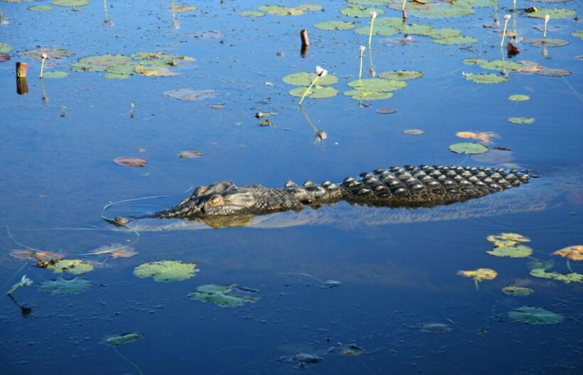 Darwin: Kakadu National Park Day Trip - Exploring the Darwin: Kakadu National Park Day Trip – A Balanced Look