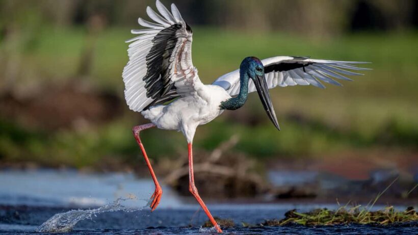 Darwin: Kakadu National Park, Yellow Water River Cruise - Who Would Love This Tour?
