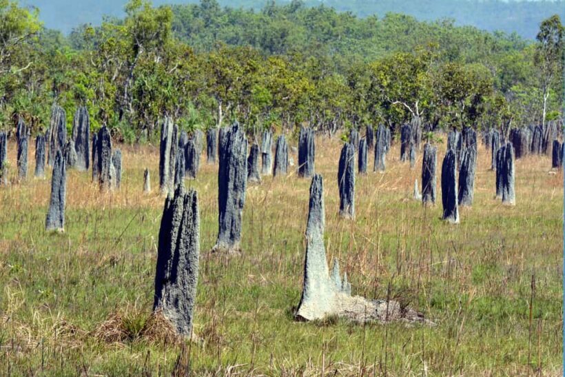 Darwin: Litchfield Park Sub-Tropical Escape - A Private tour - An Intimate Journey into Litchfield’s Natural Wonders