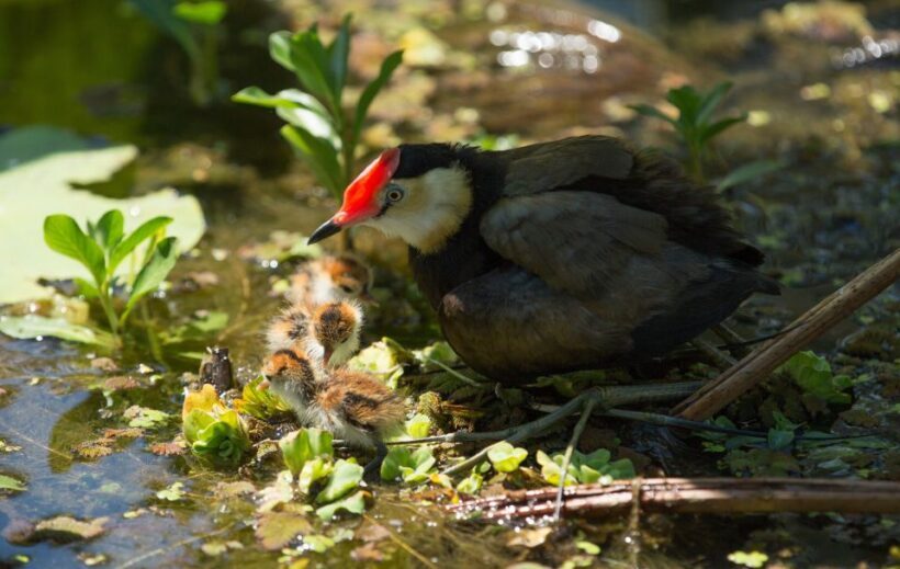 Darwin: Mary River Wetlands Wildlife Cruise with Lunch - The Value of Expert Guides and Authentic Encounters