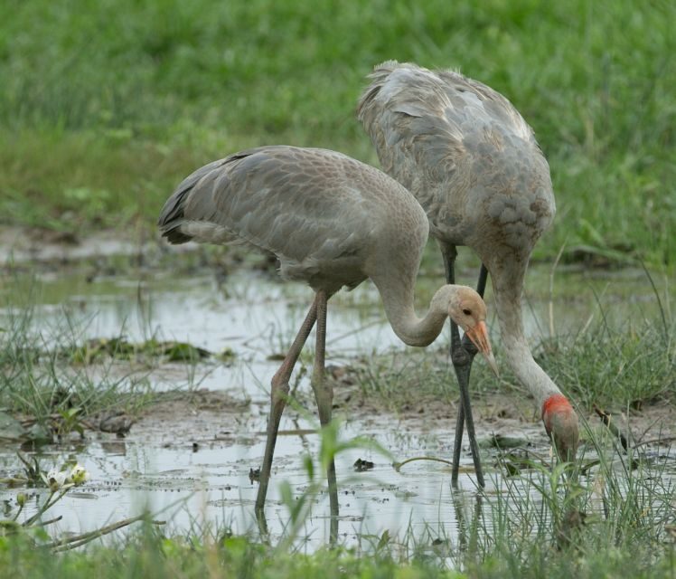 Darwin: Mary River Wetlands Wildlife Cruise with Lunch - FAQs