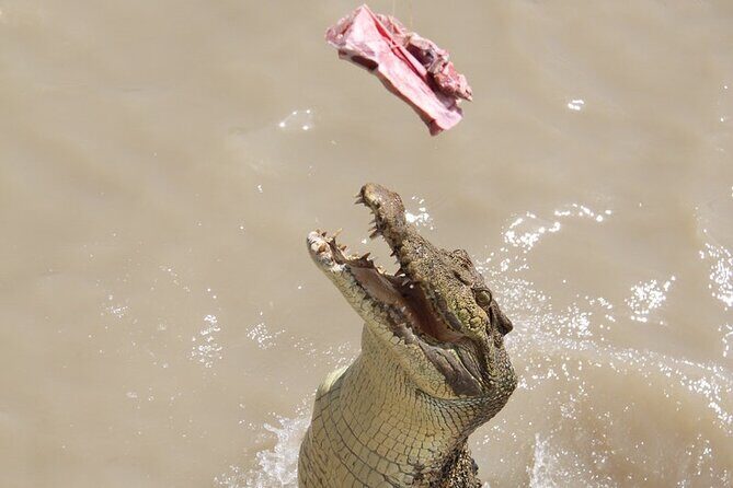 Darwin: Pathfinder Original Jumping Crocodile Cruise - FAQ