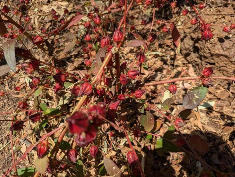 Darwin: Private Forage for an Outback Feast & Sightseeing - Key Points
