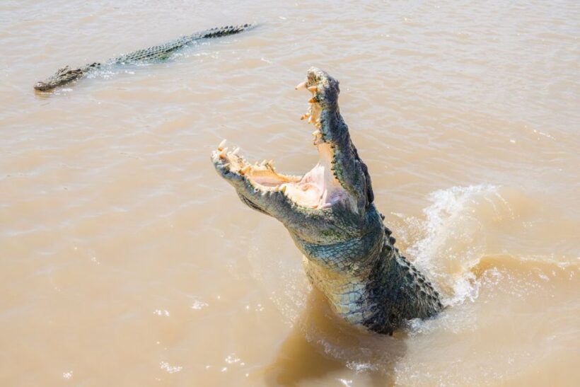 Darwin: Spectacular Jumping Crocodile Adelaide River Cruise - Key Points