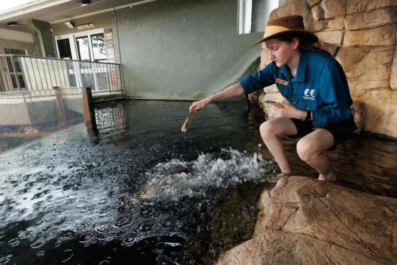 Darwin: Whipray Encounter with Entry to Crocosaurus Cove - An In-Depth Look at the Experience