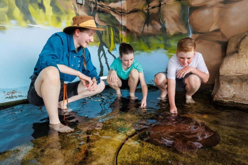Darwin: Whipray Encounter with Entry to Crocosaurus Cove - The Sum Up