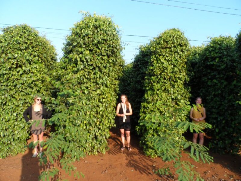 Datanla, Pongour, Elephant: 3 stunning and majestic falls - Practical Details and What to Expect