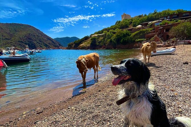 Day at Scandola and Calanques De Piana in a Small Group - Exploring Scandola and Calanques De Piana