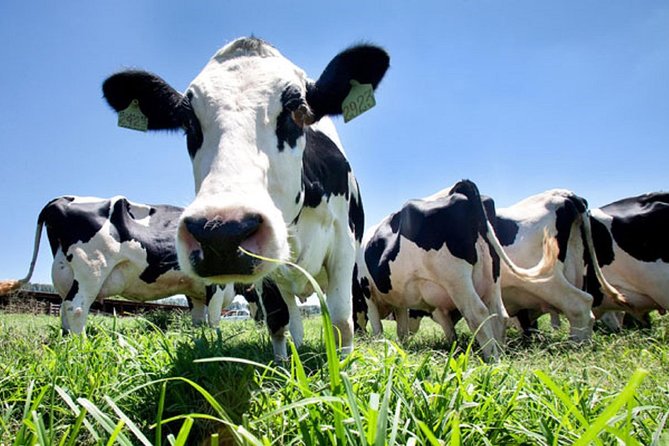 Day at the Farm - Exploring the "Day at the Farm" Tour in Detail