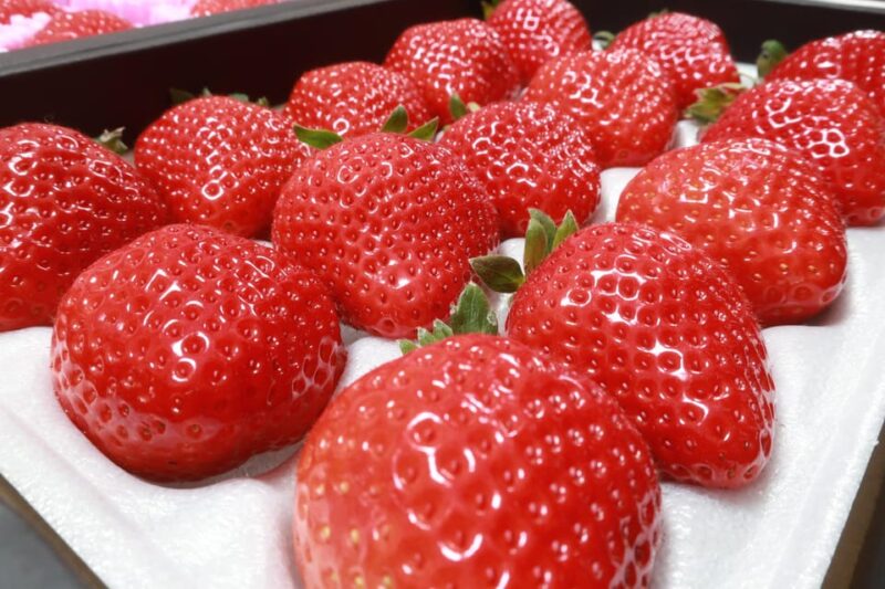 Day Bus Trip to Fruits Pick & Dazaifu, Yanagawa in Fukuoka - Key Points