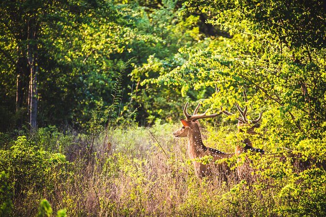 Day Excursion at Udawalawe National Park From Galle - Key Points