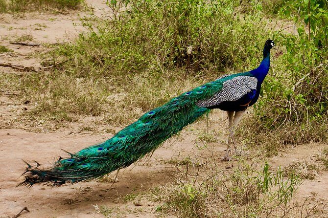 Day Excursion at Udawalawe National Park From Galle - The Practicalities: How the Day Unfolds