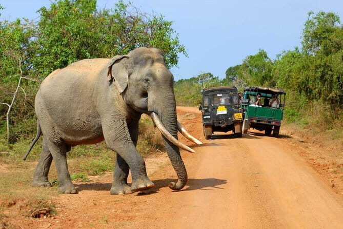 Day Excursion to Udawalawe from Colombo - Why Choose This Tour? The Experience in Focus