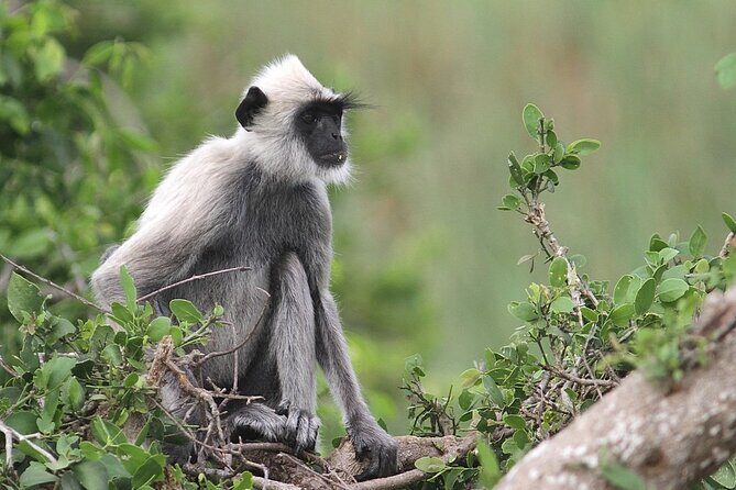 Day Excursion to Yala National Park From Colombo - An In-Depth Look at the Tour Experience