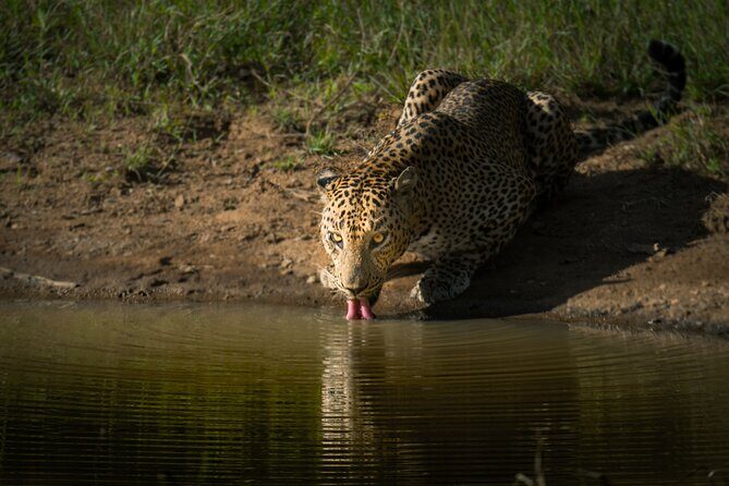 Day Excursion to Yala National Park From Colombo - Who Should Consider This Tour?