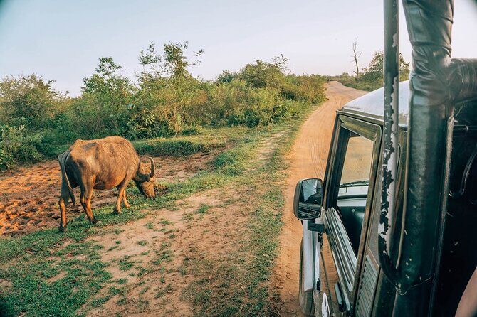 Day Excursion to Yala National Park From Colombo - Final Thoughts: Is It Worth It?