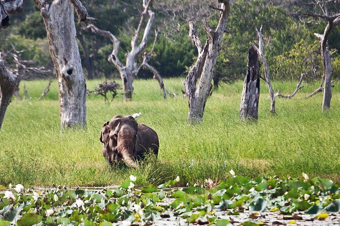 Day Excursion to Yala National Park From Colombo - Frequently Asked Questions