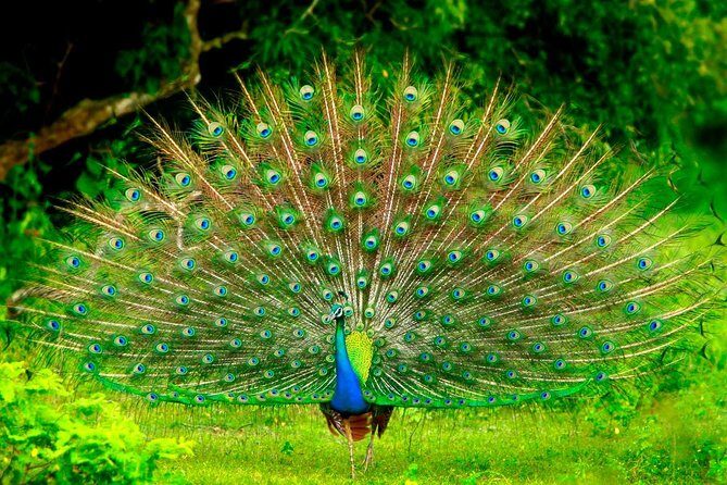 Day Excursions to Udawalawe from Bentota - A Closer Look at the Tour Itinerary and Experience
