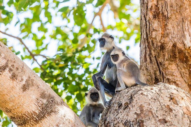 Day Excursions to Udawalawe from Bentota - Final Thoughts