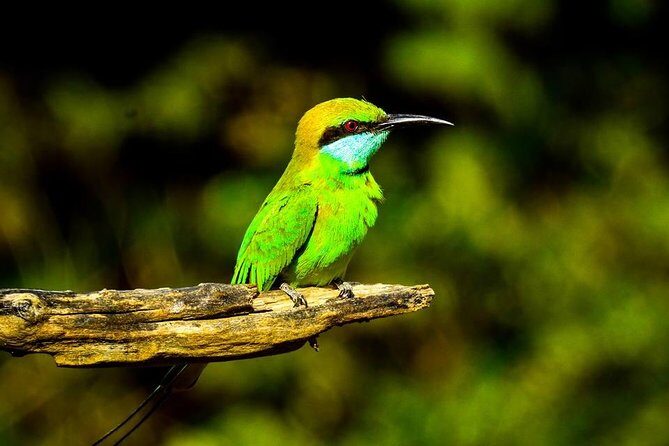 Day Excursions to Udawalawe From Wadduwa - FAQs