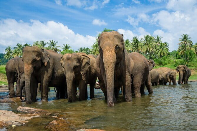 Day Excursions to Wilpattu National Park from Negombo - Introduction